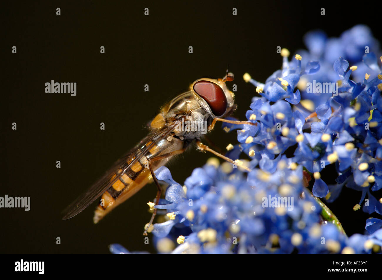 Wildlife hoverfly insect hi-res stock photography and images - Alamy