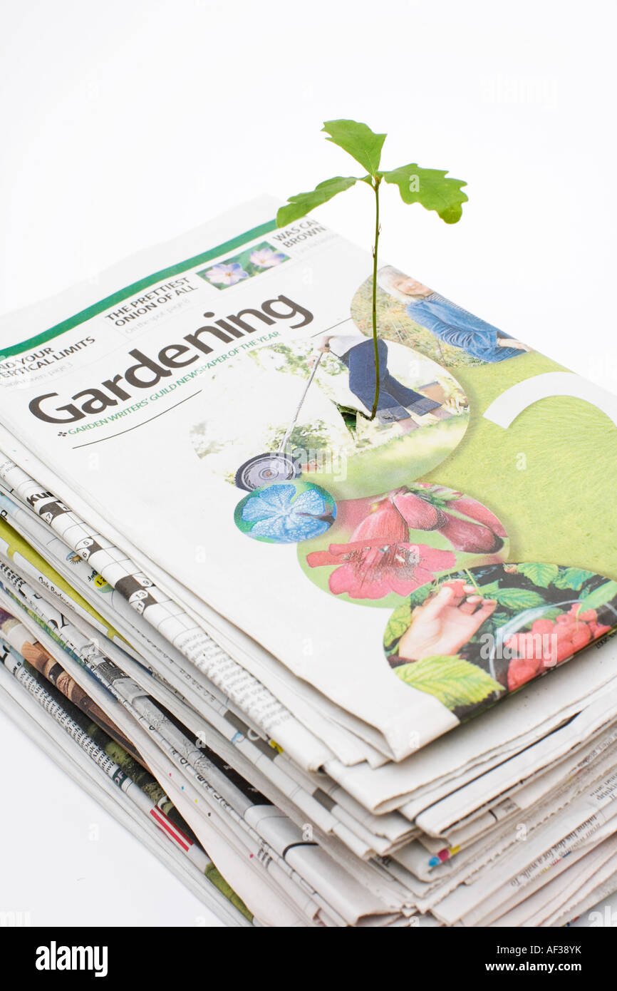 Oak tree sapling coming through the gardening section of a pile of ...