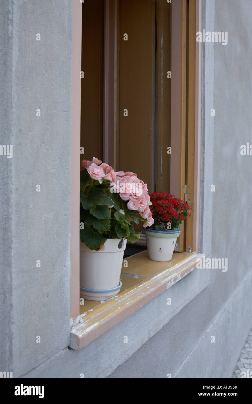 Pink Begonia and Red Kalanchoe Sitting on a Window Sill in Portugal ...