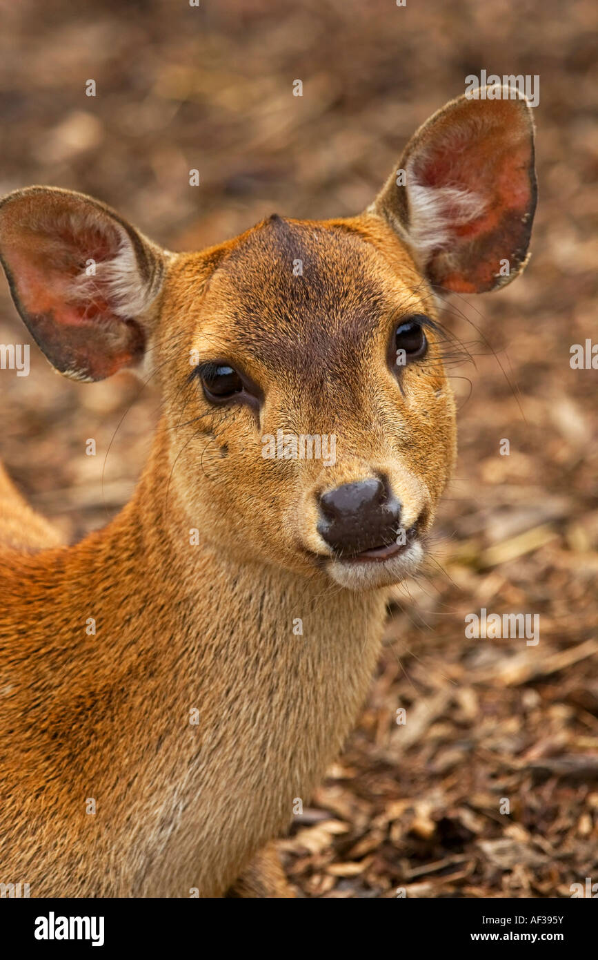 Deer cervidae hi-res stock photography and images - Alamy