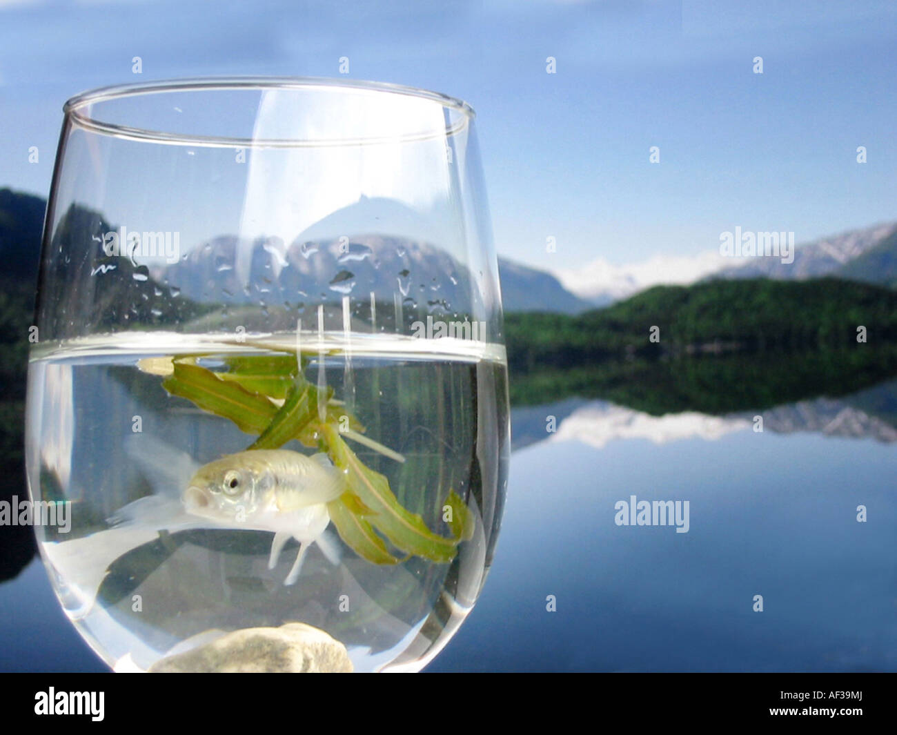 fish in a glass of water Stock Photo - Alamy