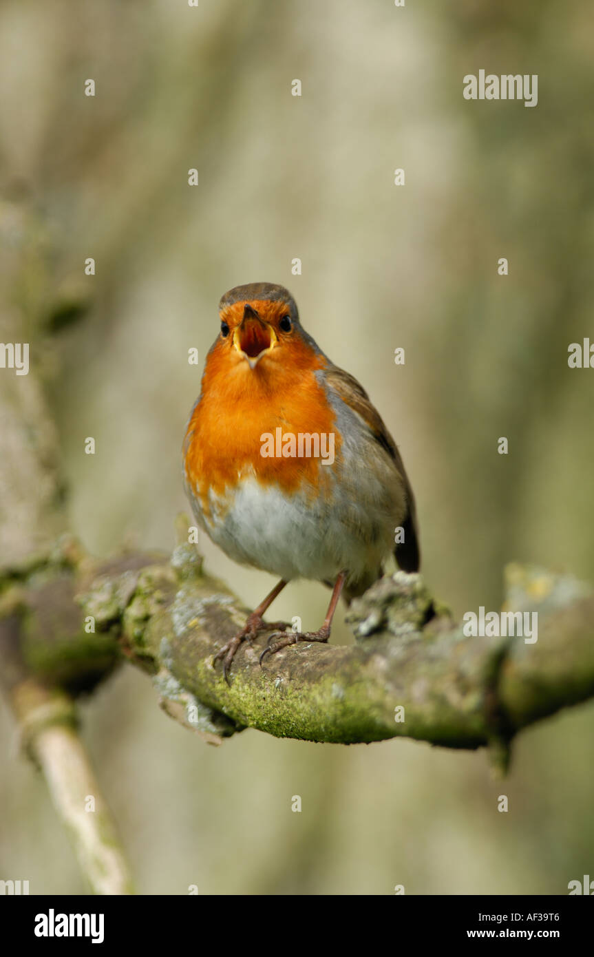 Singing for the world hi-res stock photography and images - Alamy
