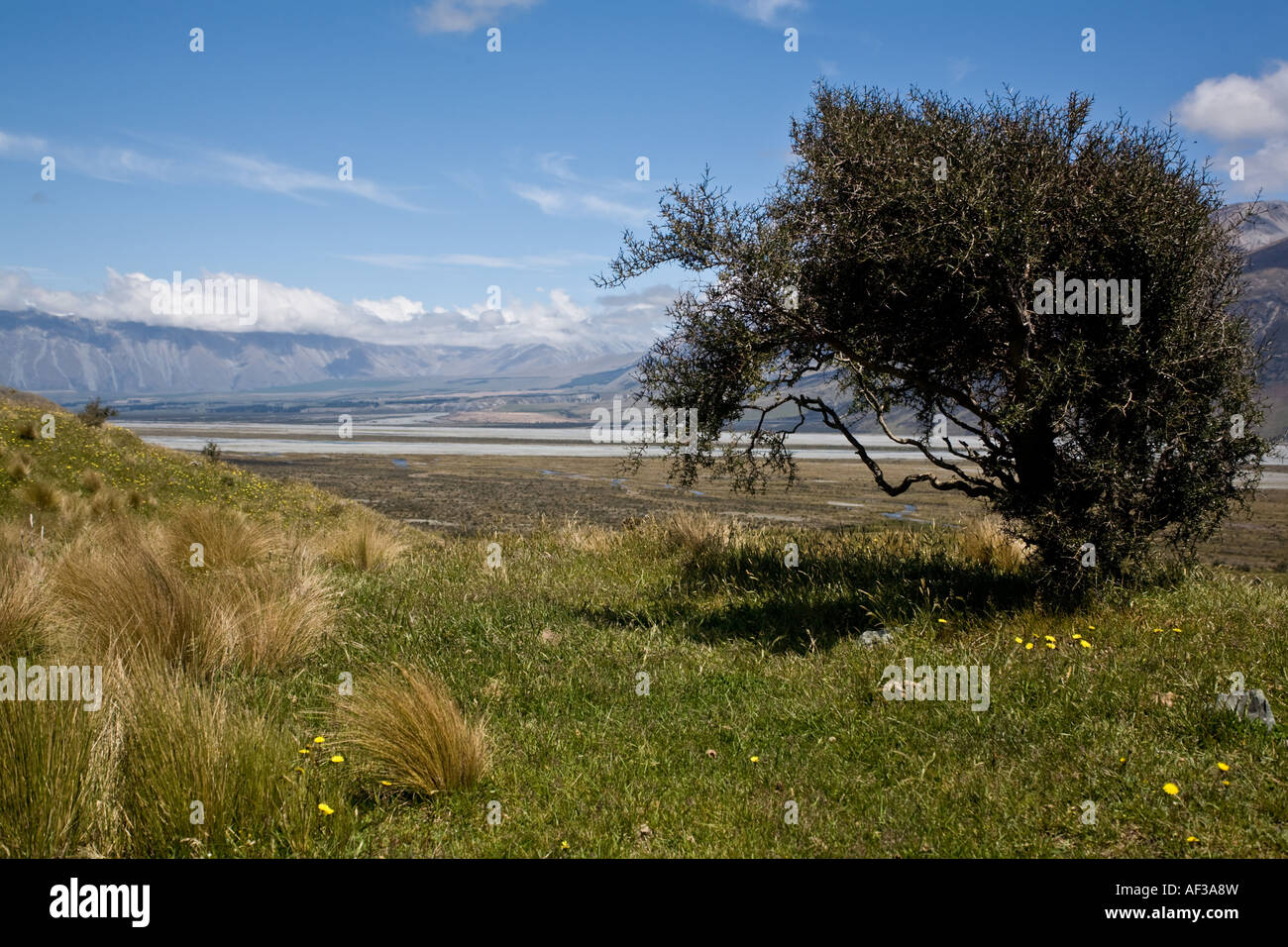 Tree and alpine grasses on Mount Sunday, Southern Alps, New Zealand ...