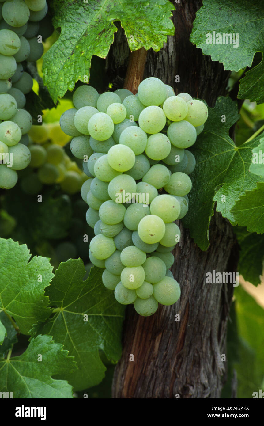 Semillon Stock Photos & Semillon Stock Images - Alamy