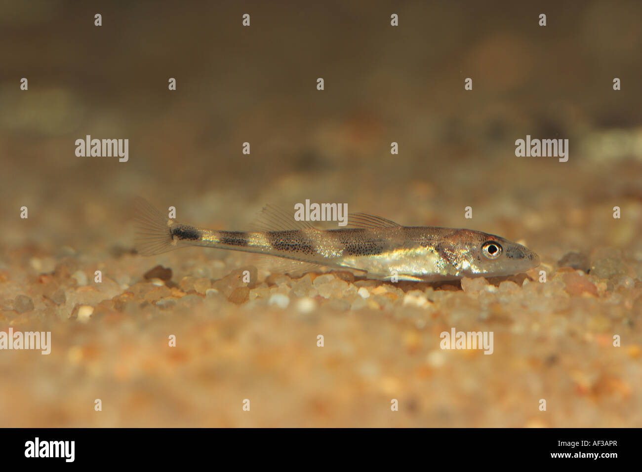 Streber hi-res stock photography and images - Alamy