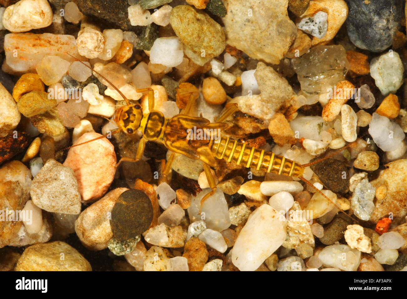 Common Yellow Sally (Isoperla grammatica), larve over gravel, Germany ...