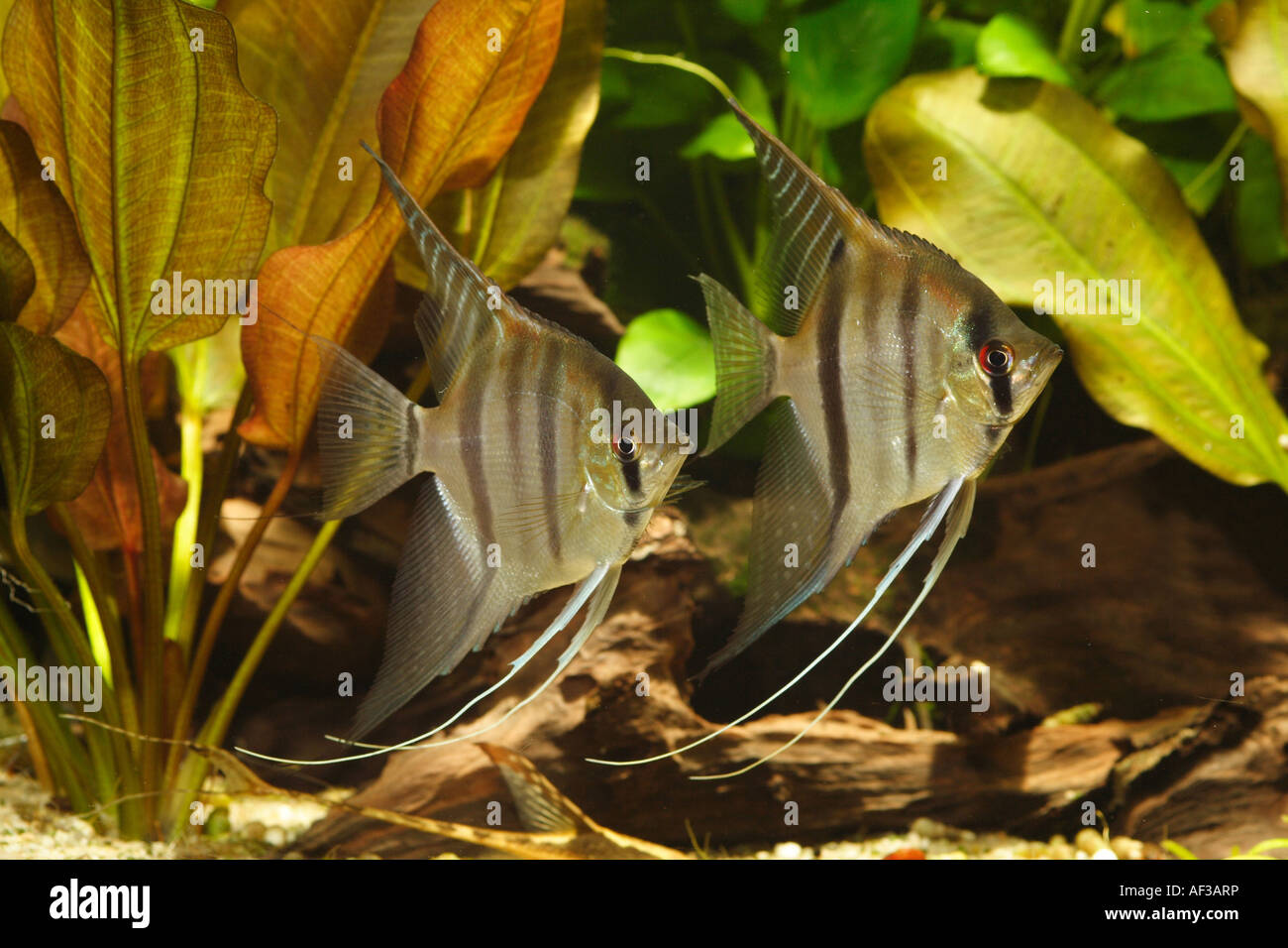 freshwater angelfish, longfin angel fish, black angelfish, scalare ...