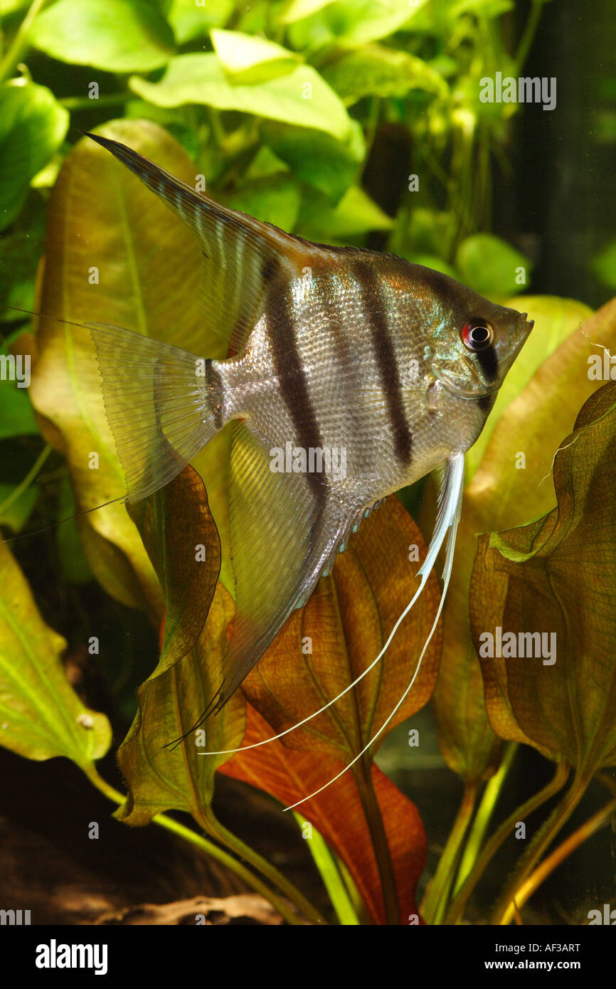 freshwater angelfish, longfin angel fish, black angelfish, scalare ...