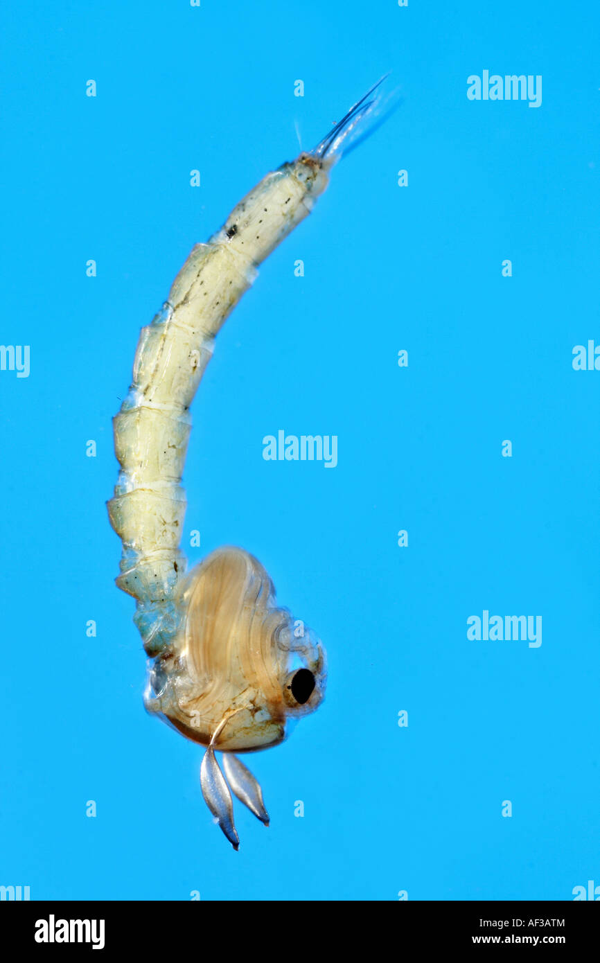 Phantom midge (Chaoborus spec.), pupa in front of blue background ...
