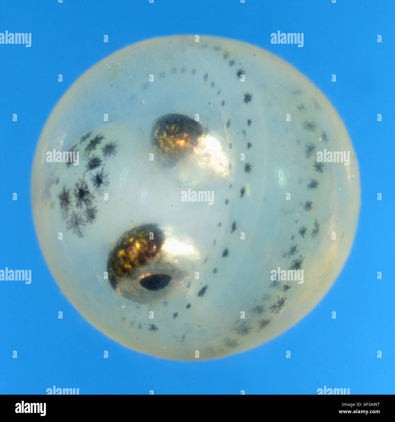 Fish egg larvae hi-res stock photography and images - Alamy