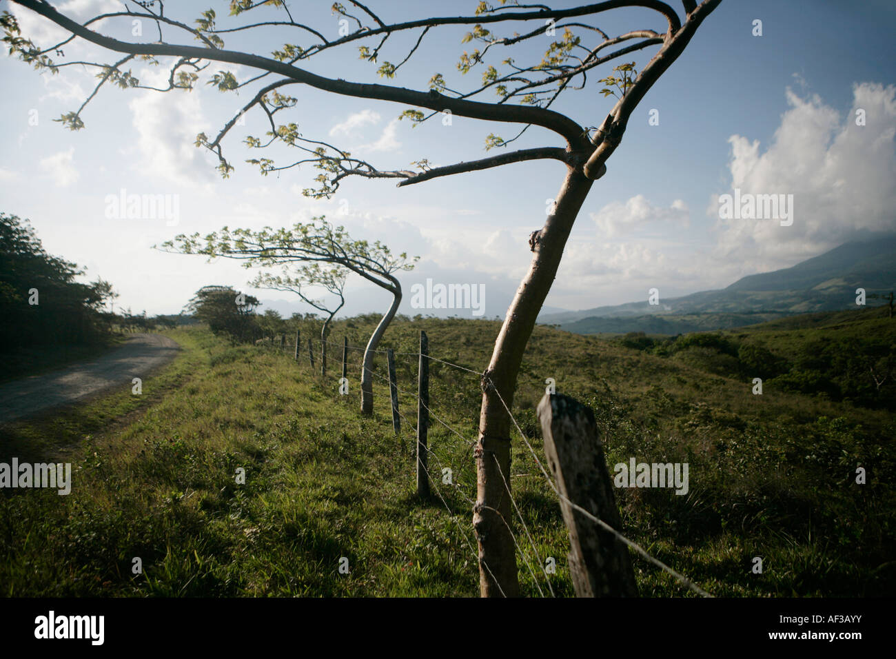 Crooked tree/fence posts show the effects of strong winds in the ...