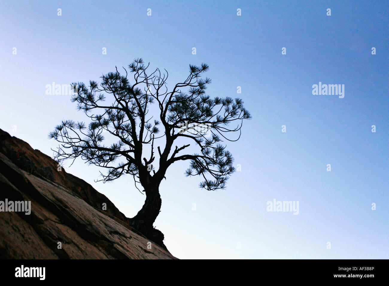 Lone tree in Zion National Park, Utah Stock Photo - Alamy