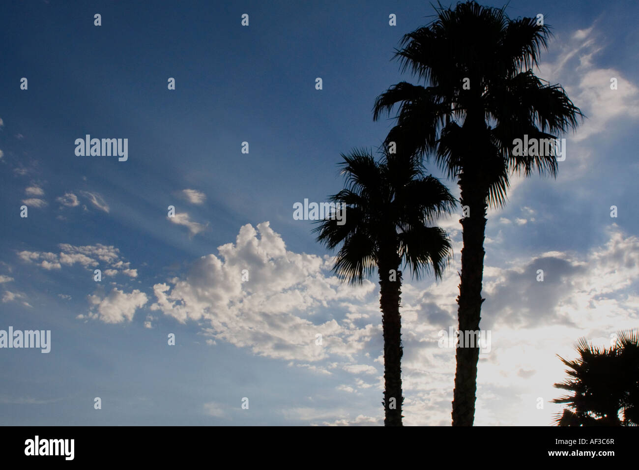 Morning palm trees hi-res stock photography and images - Alamy