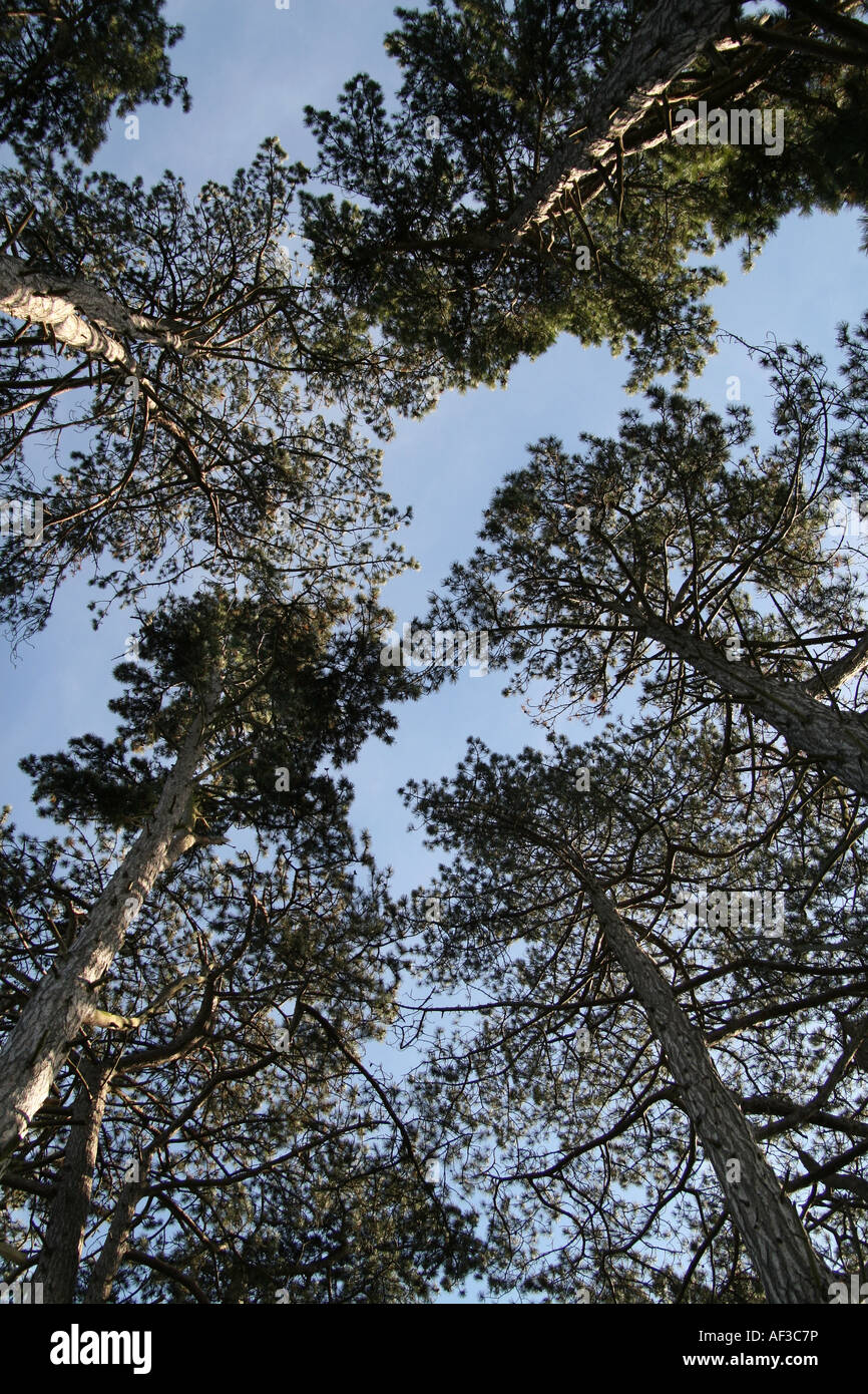 looking up at tall trees Stock Photo - Alamy
