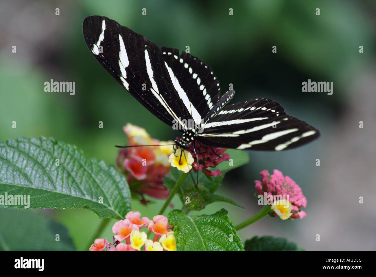 The Zebra Longwing (Heliconius charithonia) Butterfly Stock Photo - Alamy