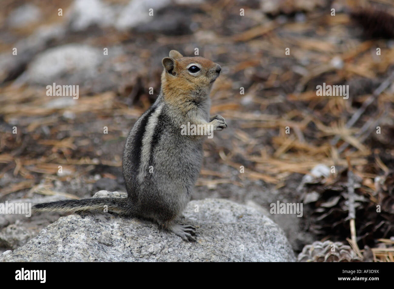 Hibernating Squirrel