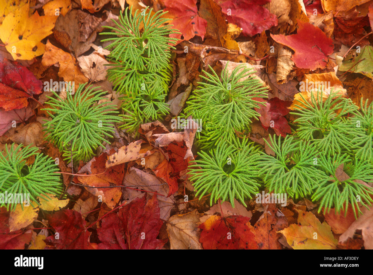 Umbrella mosses hi-res stock photography and images - Alamy