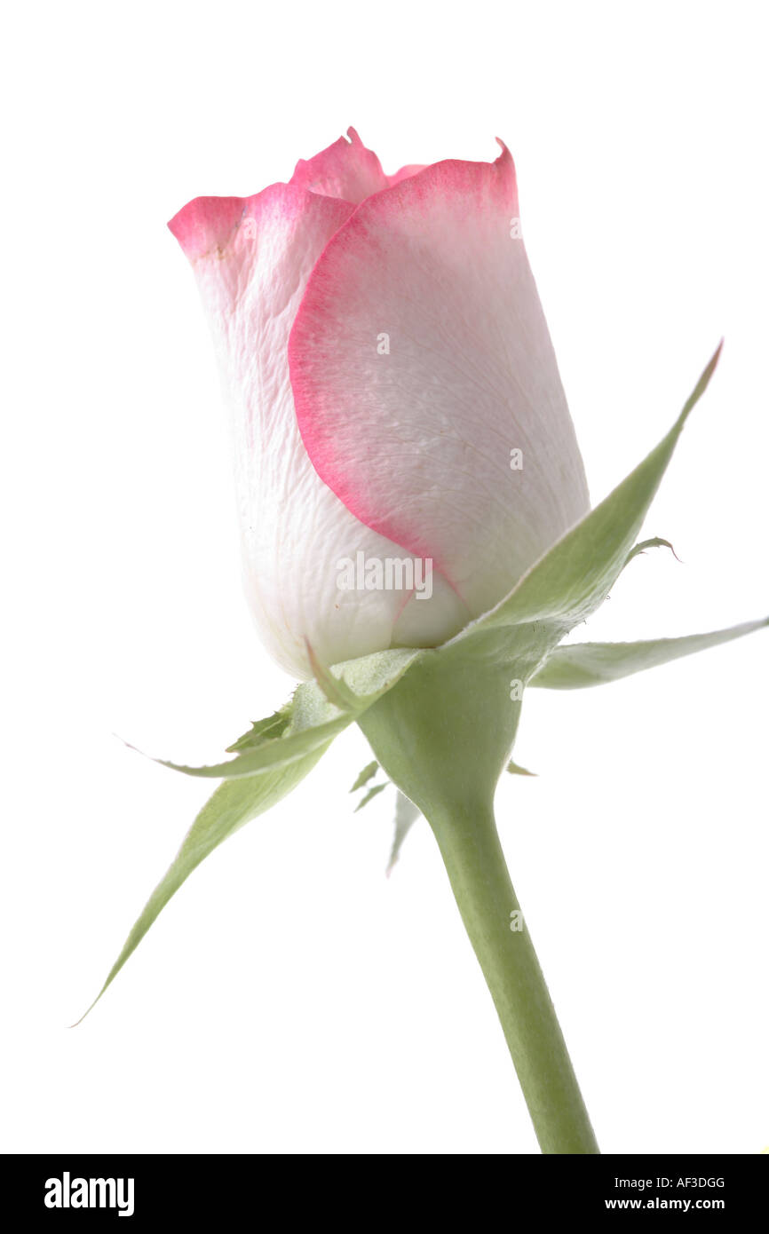 White rose rosa spec hi-res stock photography and images - Alamy