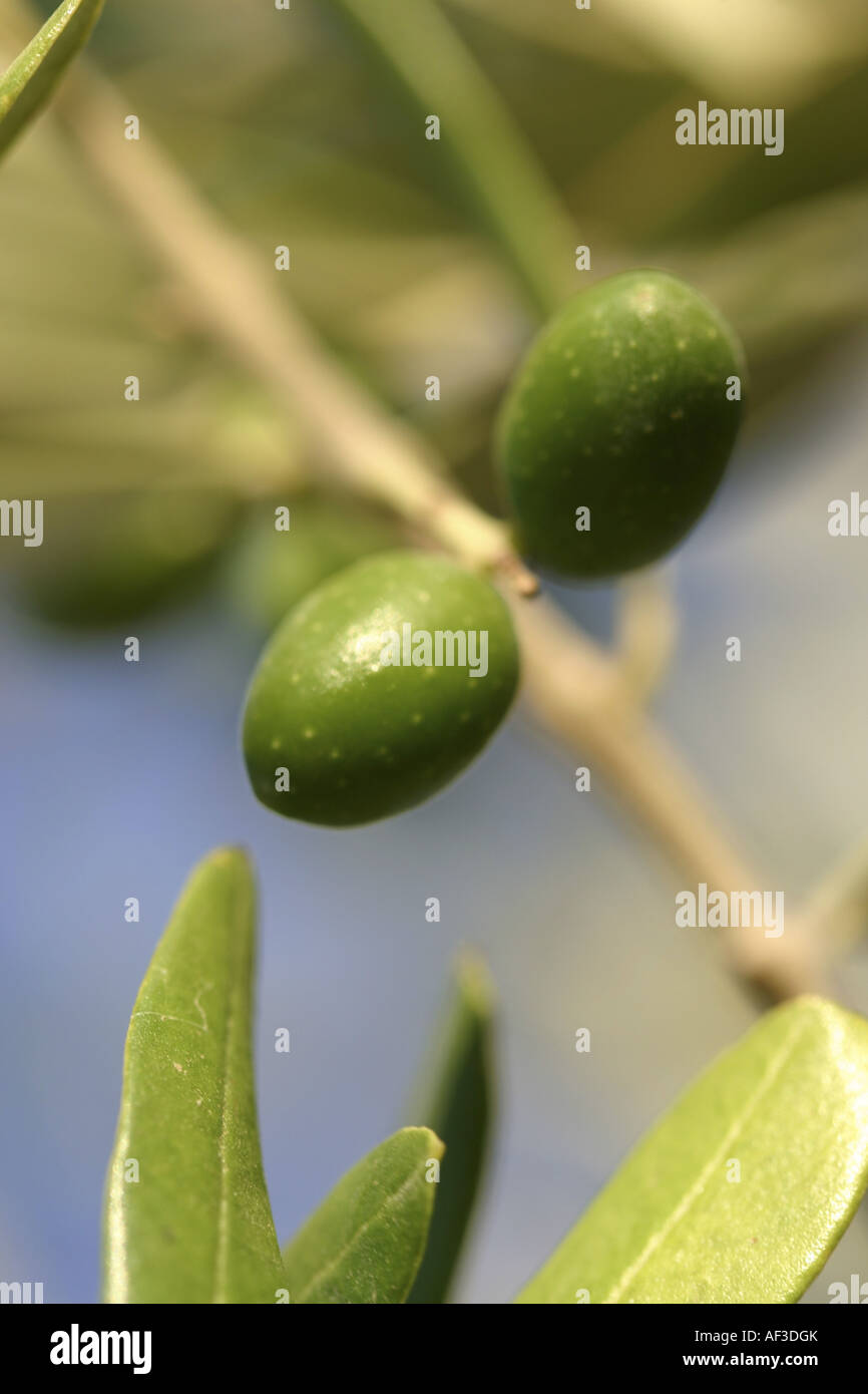 Wild olive tree olea europaea hi-res stock photography and images - Alamy