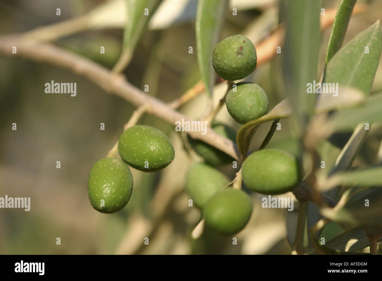 Wild olive tree olea europaea hi-res stock photography and images - Alamy