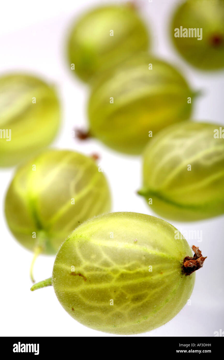 wild gooseberry, European gooseberry (Ribes uva-crispa), fruits Stock ...