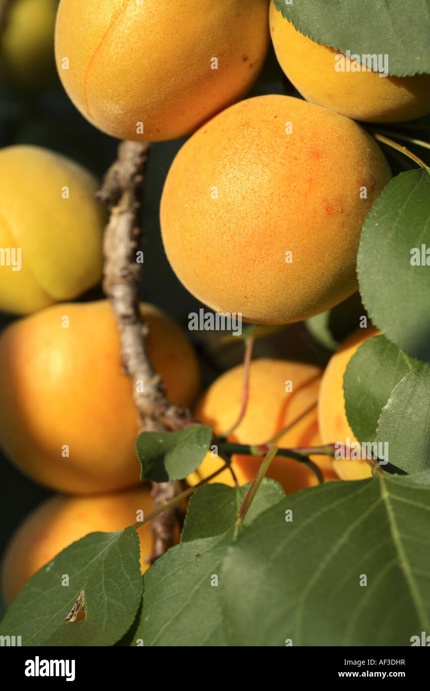 apricot tree (Prunus armeniaca), fruits on tree Stock Photo - Alamy