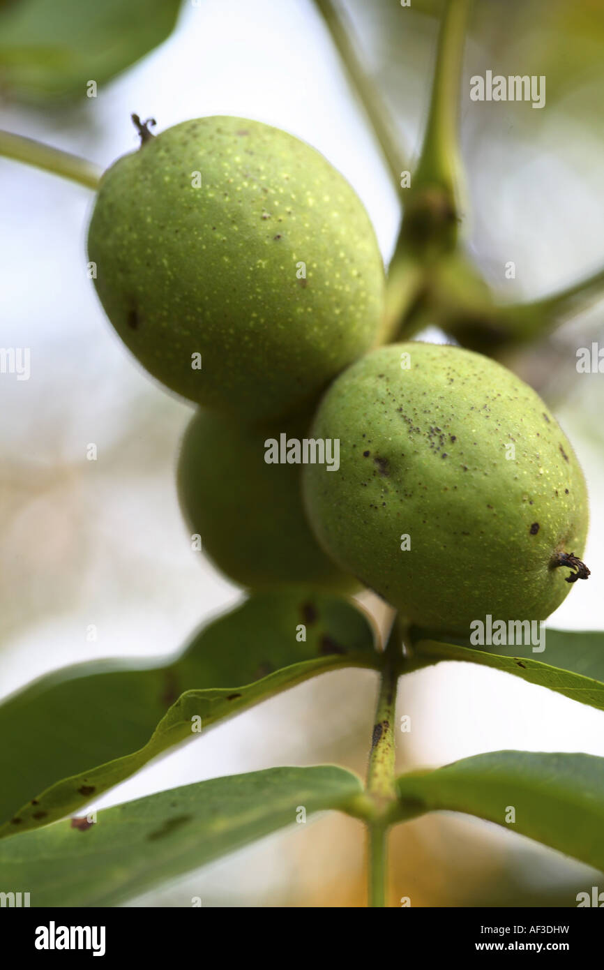 walnut (Juglans regia), immature fruit on tree Stock Photo - Alamy
