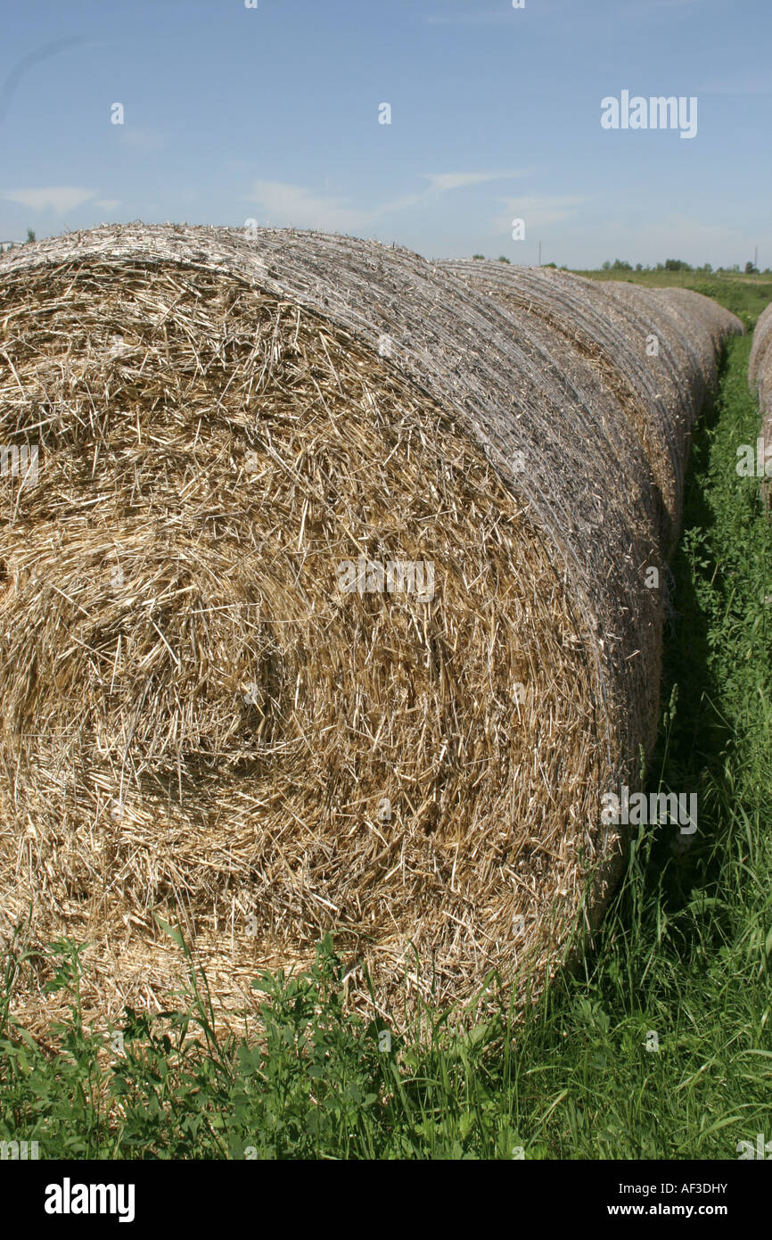 Hay supply hi-res stock photography and images - Alamy