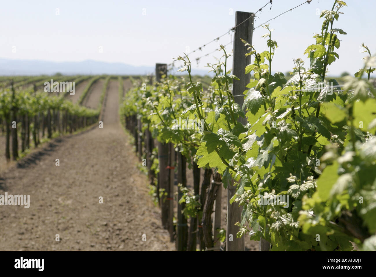 grape-vine, vine (Vitis vinifera), vineyard, France Stock Photo - Alamy