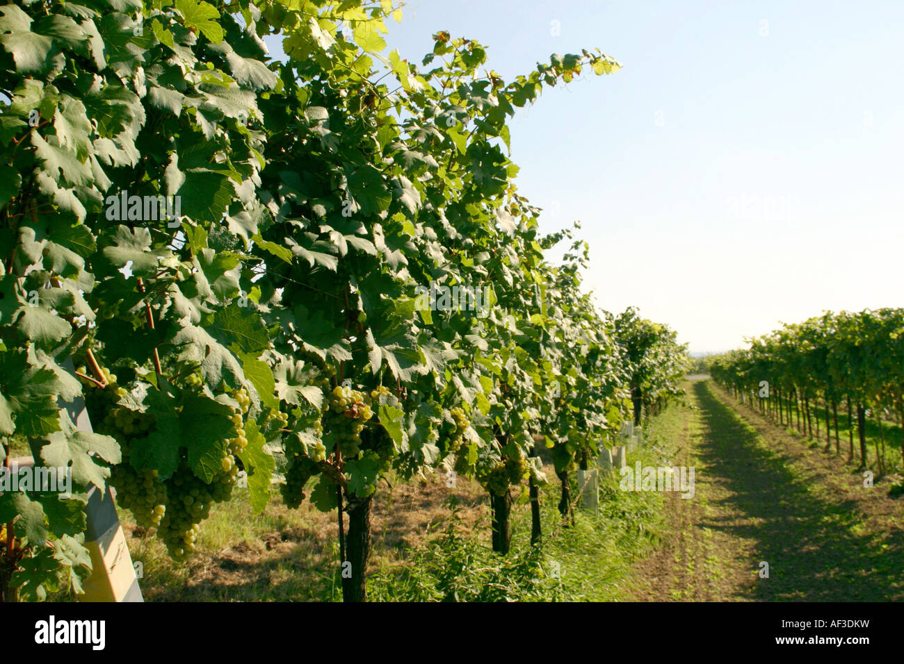grape-vine, vine (Vitis vinifera), vineyard, France Stock Photo - Alamy