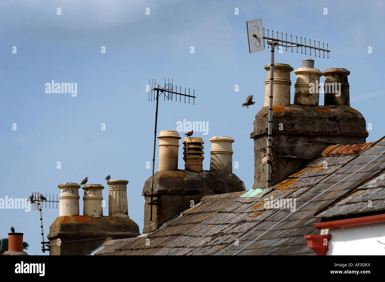Chimney stacks on top of a row of terraced houses in Barnstaple, North ...