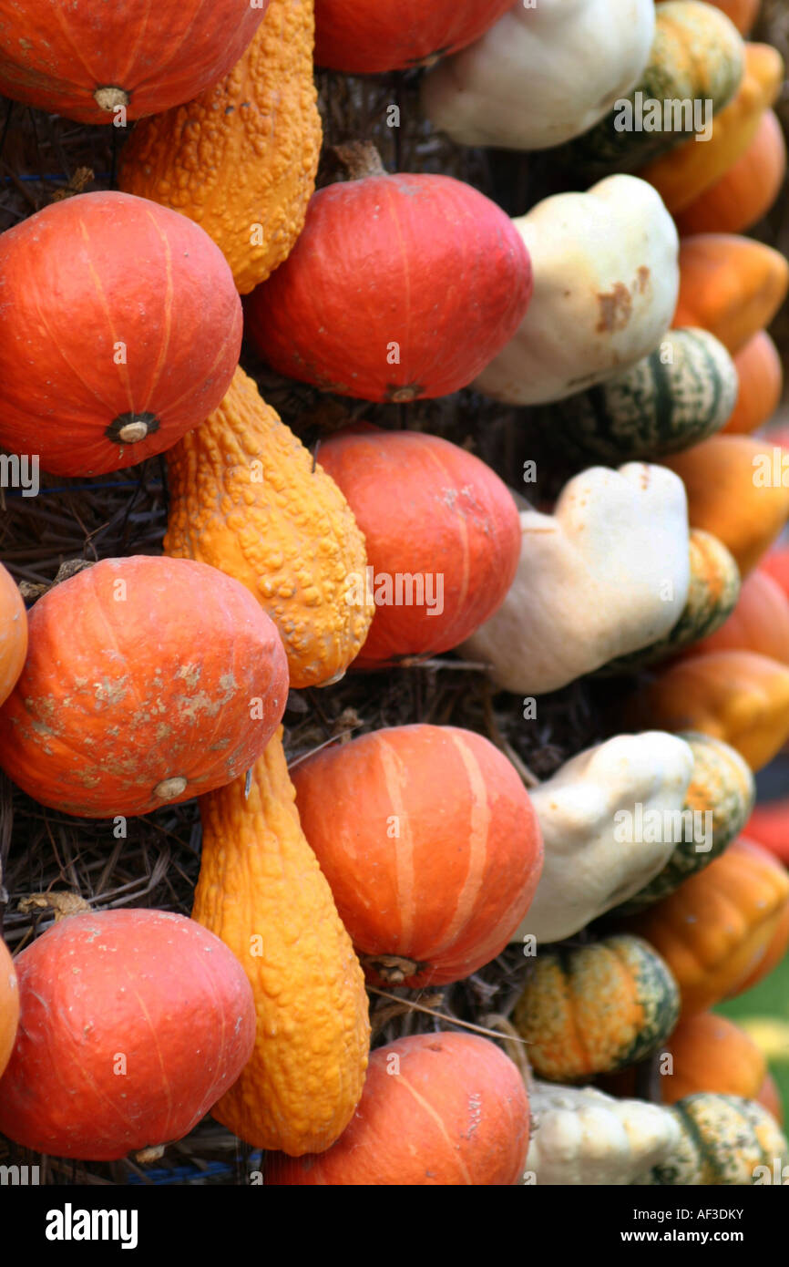ornamental pumpkin (Cucurbita pepo convar. microcarpina), fruits Stock ...