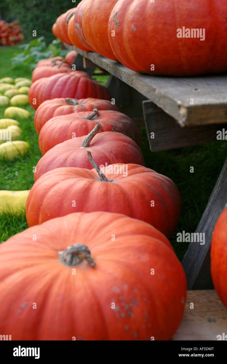 marrow, field pumpkin (Cucurbita pepo), harvested fruits Stock Photo ...