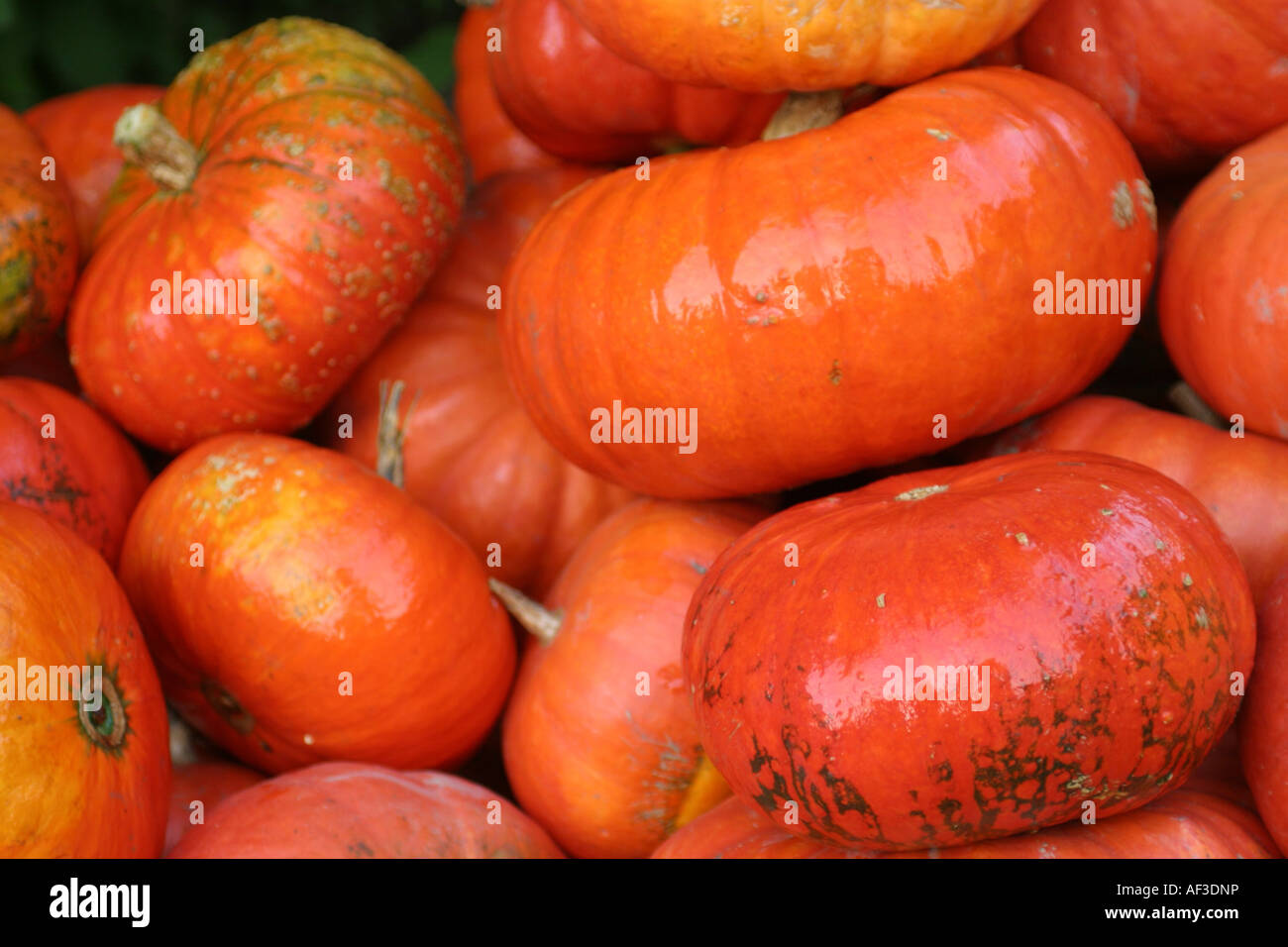 marrow, field pumpkin (Cucurbita pepo), harvested fruits Stock Photo ...