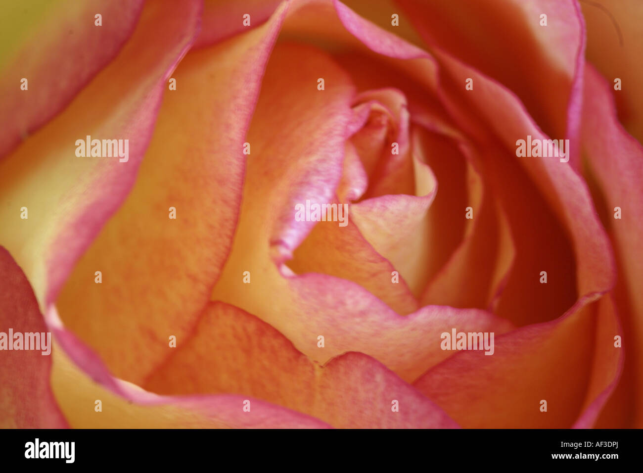 rose (Rosa spec.), flower, detail Stock Photo - Alamy