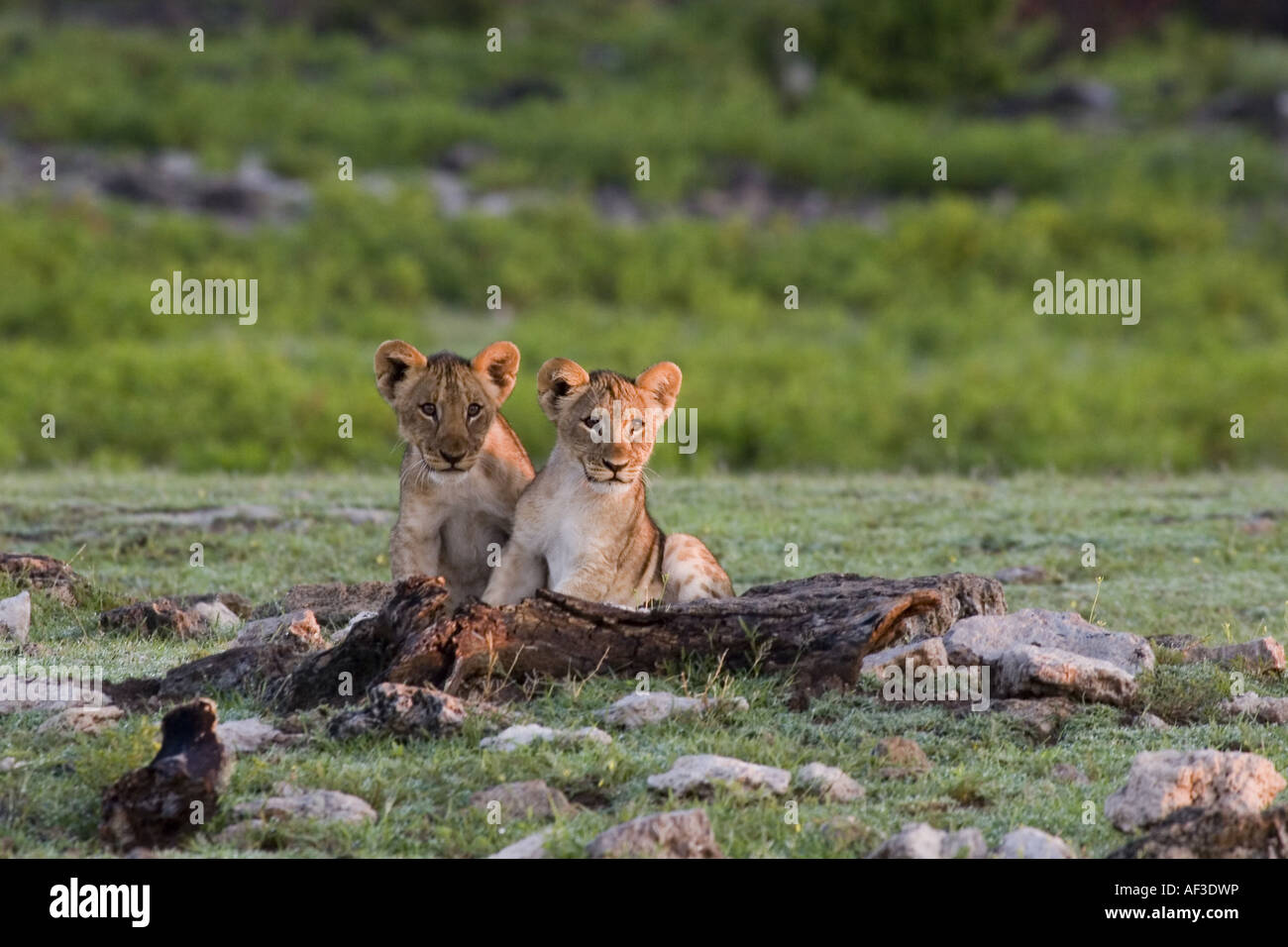lion (Panthera leo), two pups in the first morning light, Namibia ...