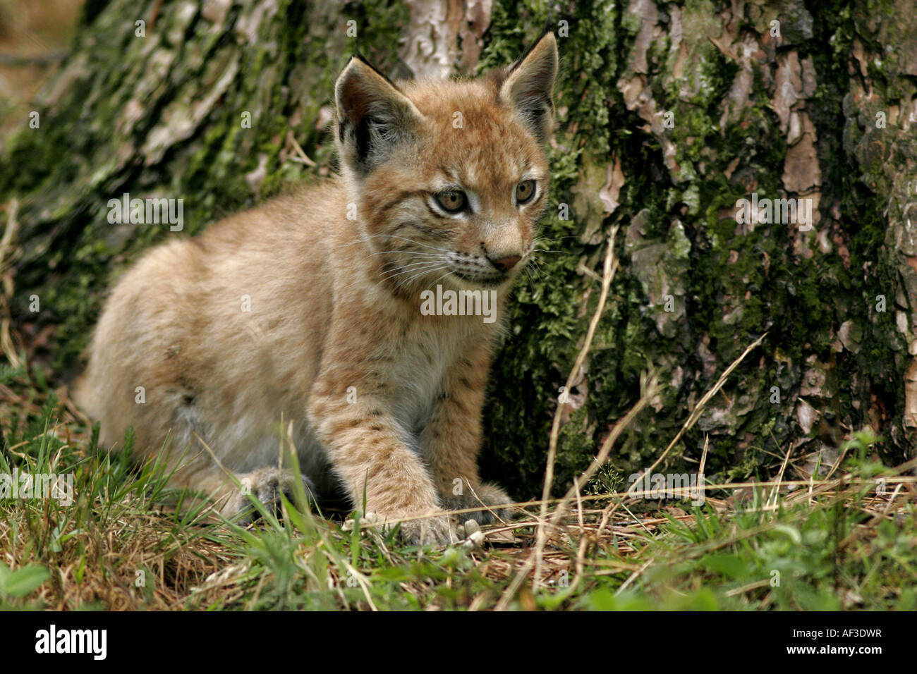 Eurasian lynx (Lynx lynx), pup, Germany, NP Bavarian Forest Stock Photo ...