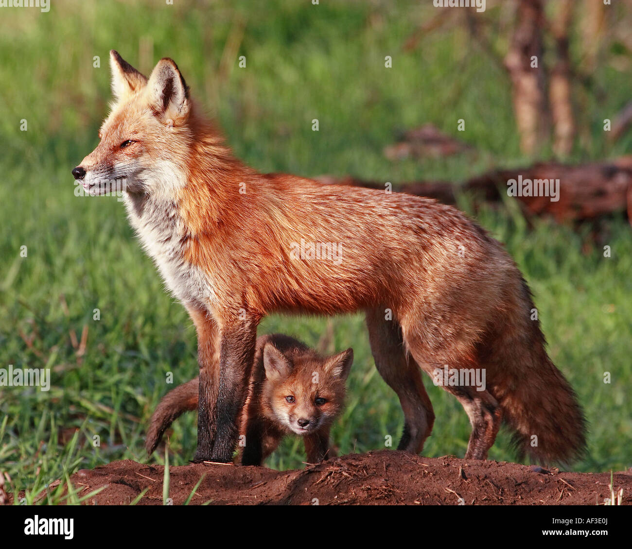 red fox (Vulpes vulpes), Red Fox with kits, USA, Colorado Stock Photo ...