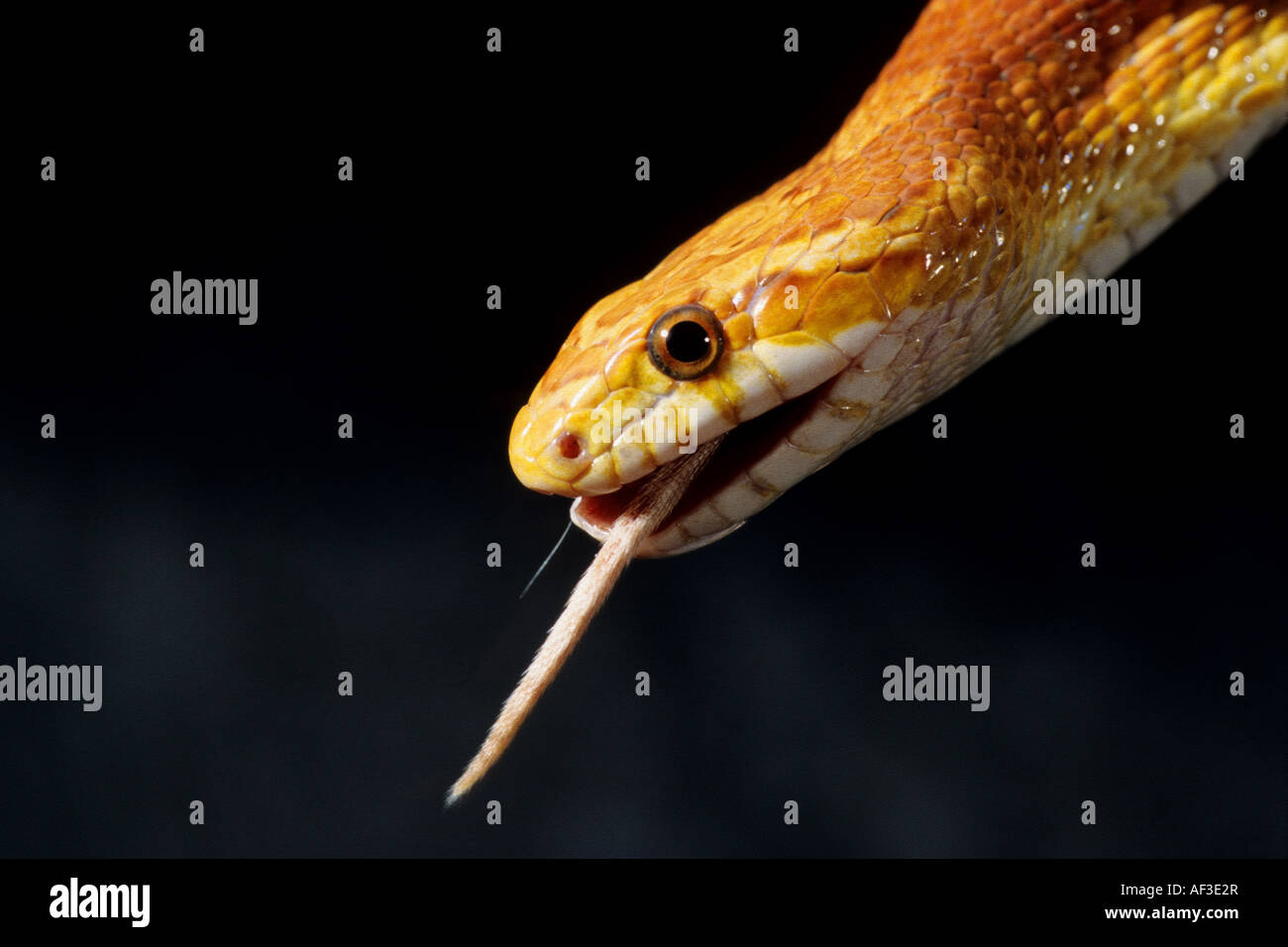 A corn snake eating a mouse hi-res stock photography and images - Alamy