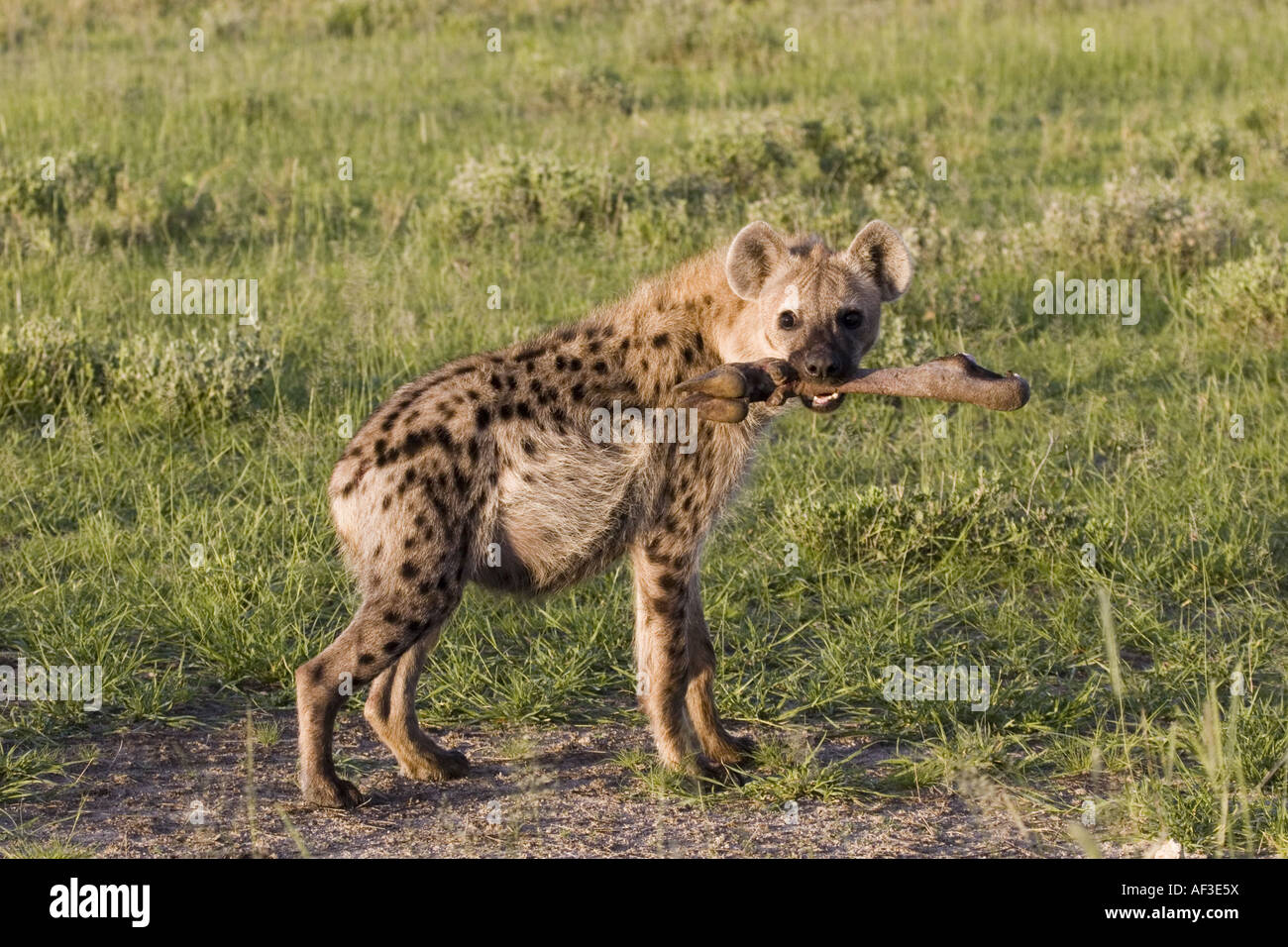 spotted hyena (Crocuta crocuta), carrying the leg of a prey, Namibia ...
