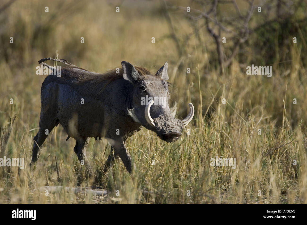 Cape warthog, Somali warthog, desert warthog (Phacochoerus aethiopicus ...