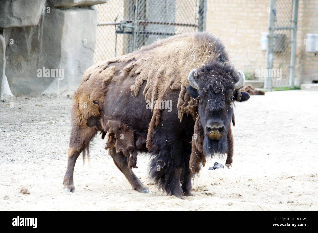 American Bison at Brookfield Zoo Stock Photo - Alamy