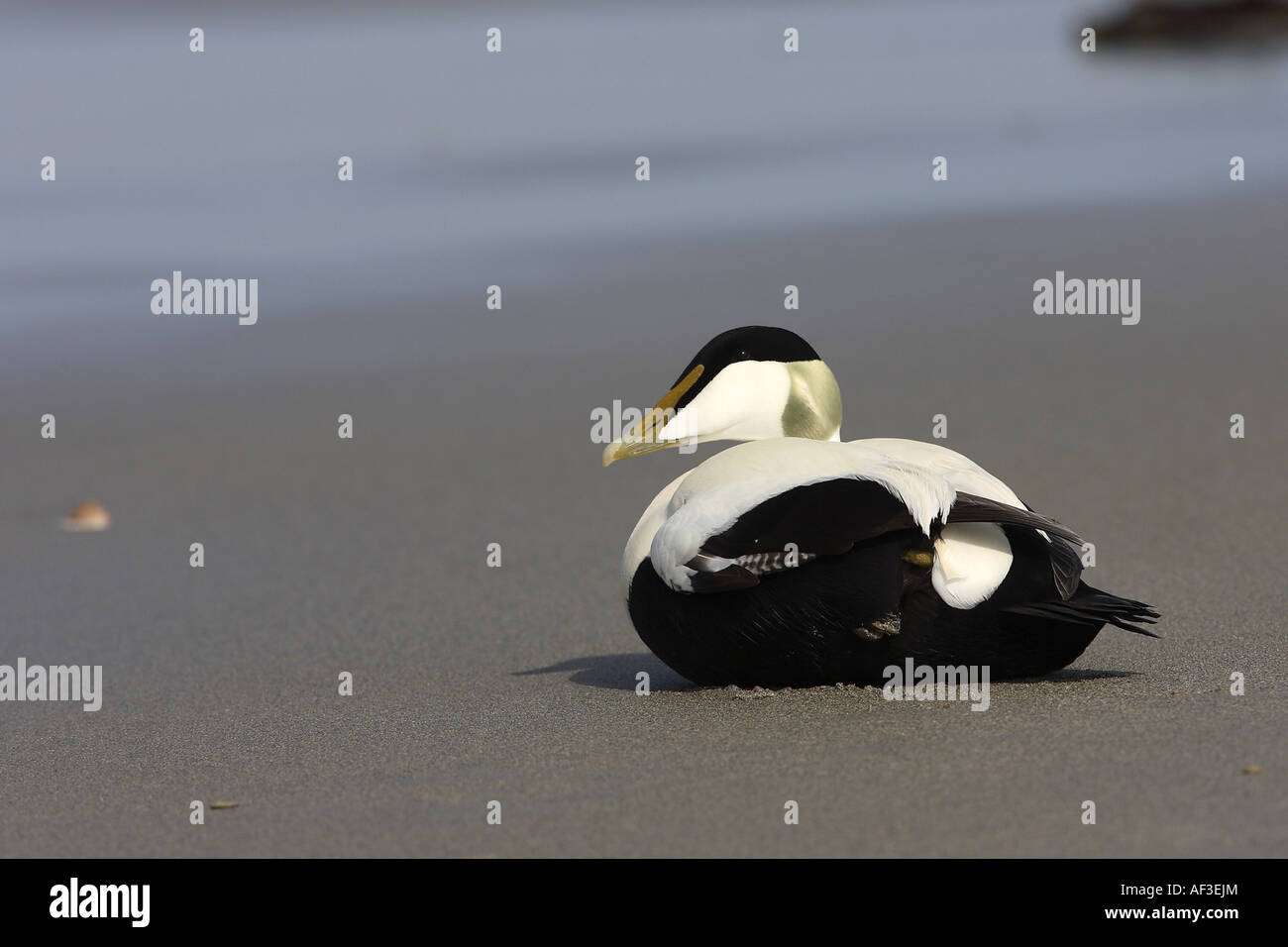 common eider (Somateria mollissima), drake, Germany, Schleswig-Holstein ...