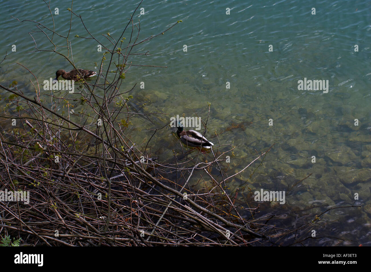 Mozart ducks hi-res stock photography and images - Alamy