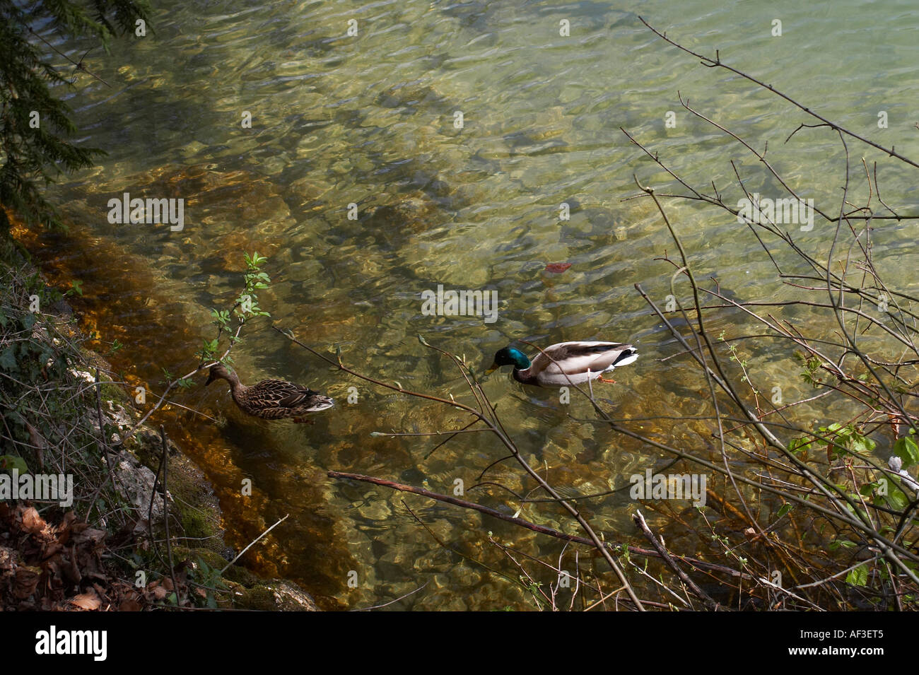 Traunkirchen, Austria. Ducks Stock Photo - Alamy