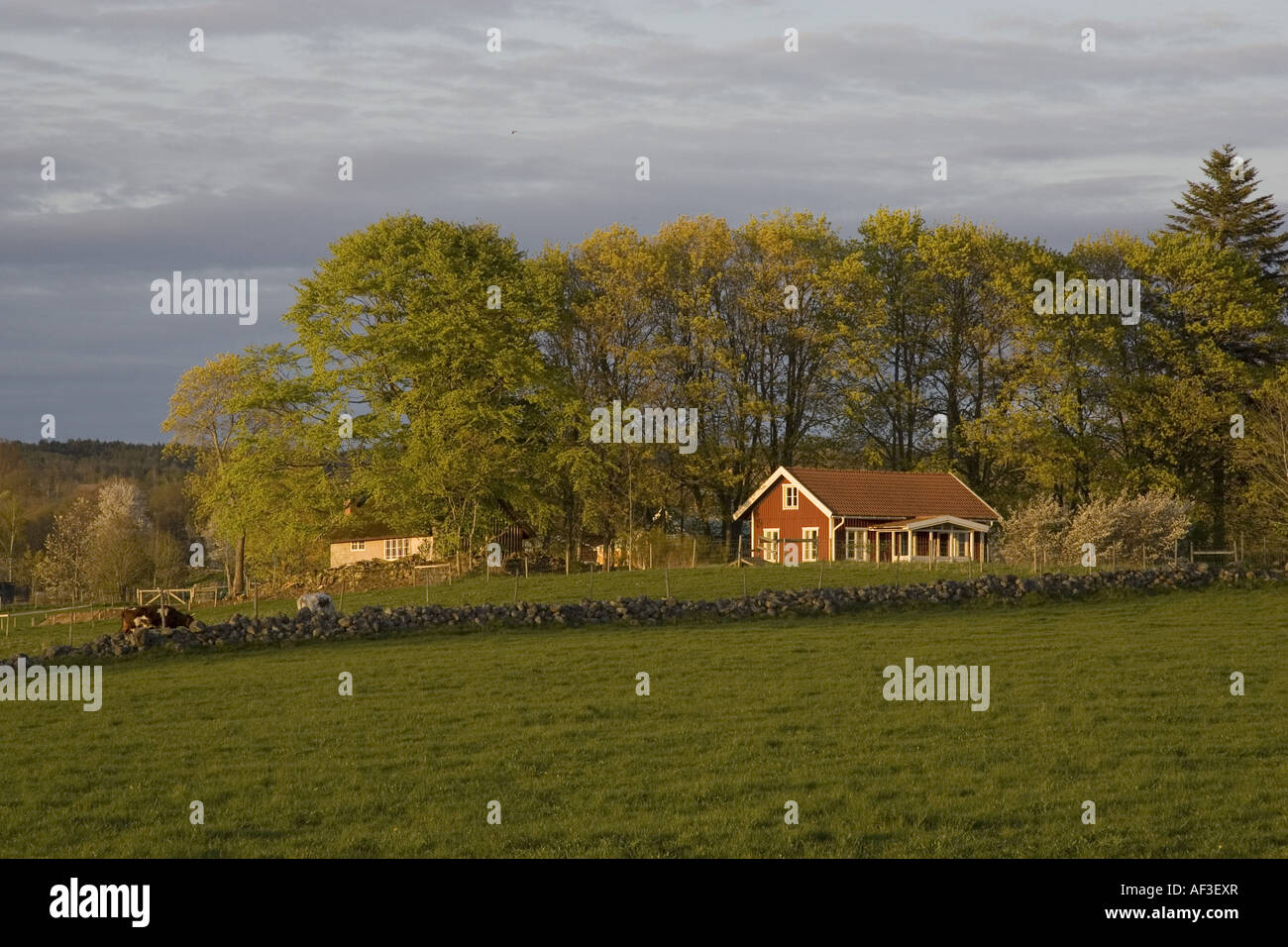 farmhouse in Sweden, Sweden, Hornborga Lake Stock Photo - Alamy