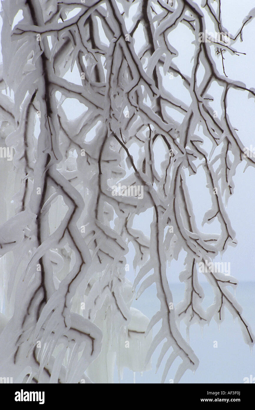 Iced tree branches hi-res stock photography and images - Alamy
