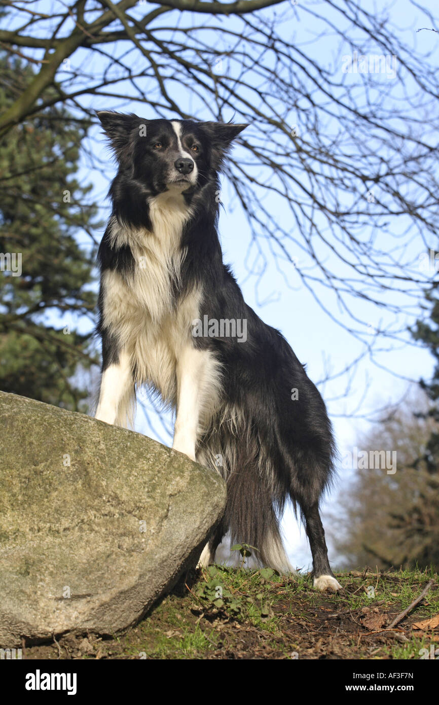 Border Collie (Canis lupus f. familiaris), standing on a rock Stock ...