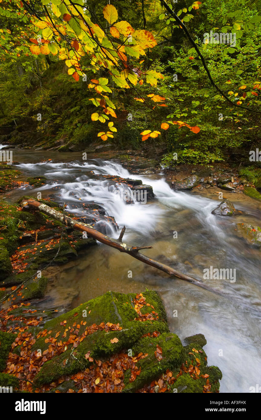 Hoja de agua hi-res stock photography and images - Alamy