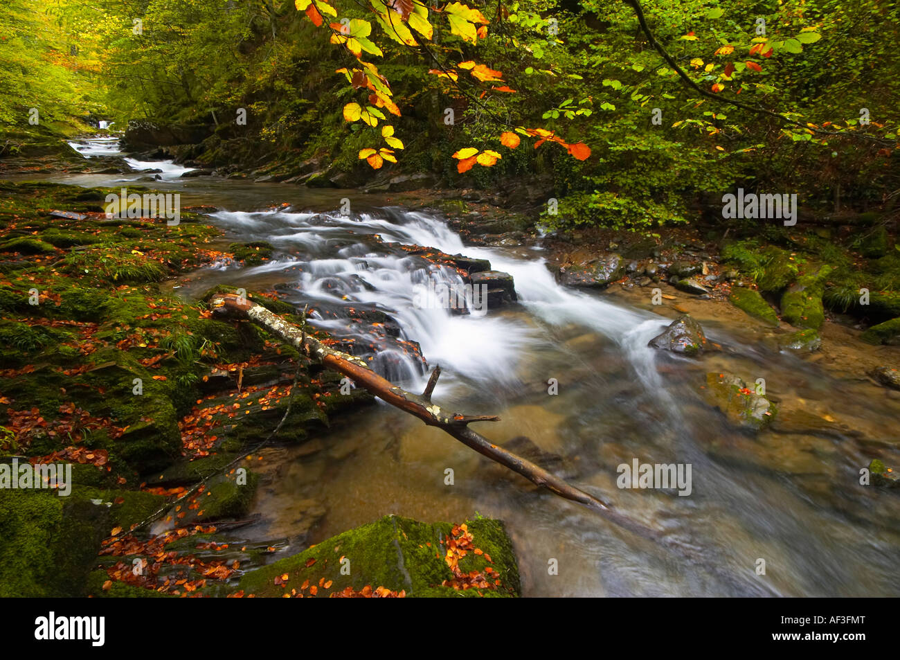 Hoja de agua hi-res stock photography and images - Alamy